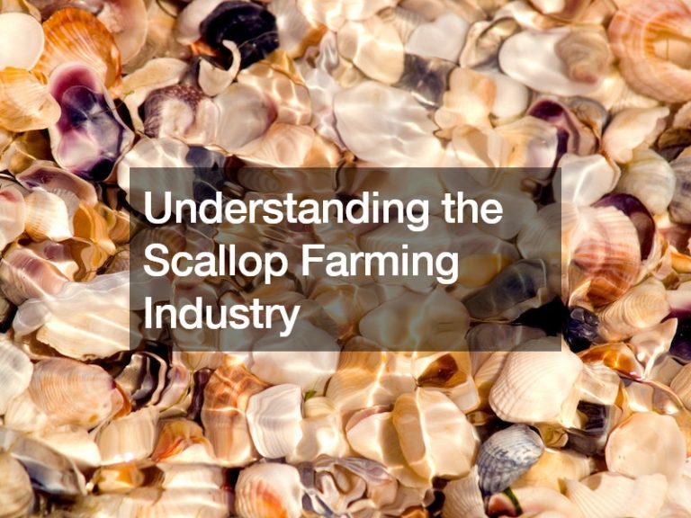 Understanding the Scallop Farming Industry - Shine Articles